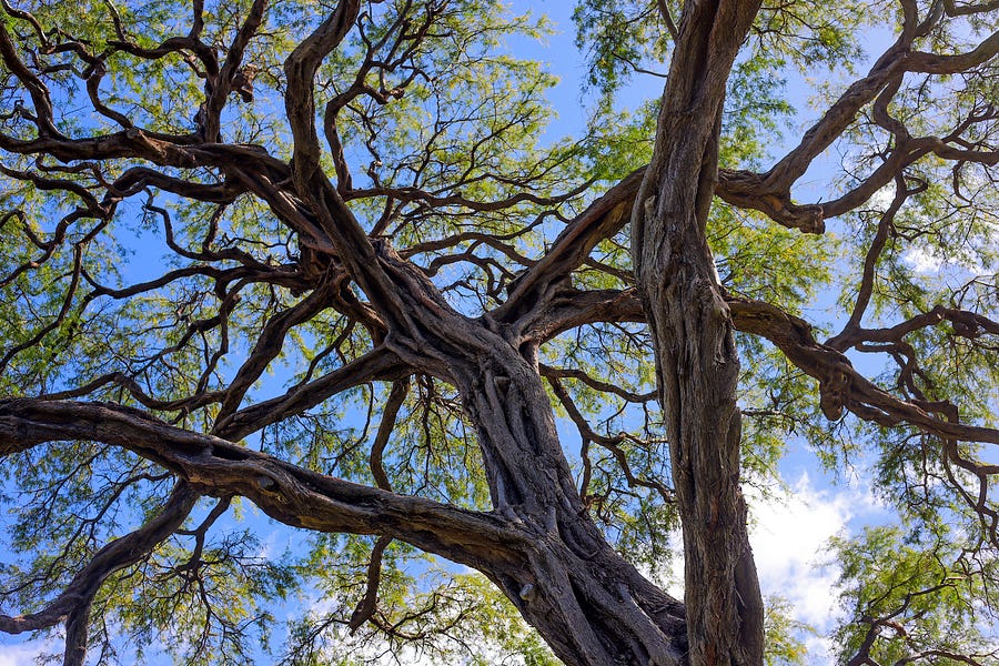 A Tree by the Sea - by Conor Friedersdorf
