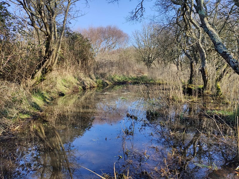 Management Of Kenfig Burrows - by Andrew John Lamb