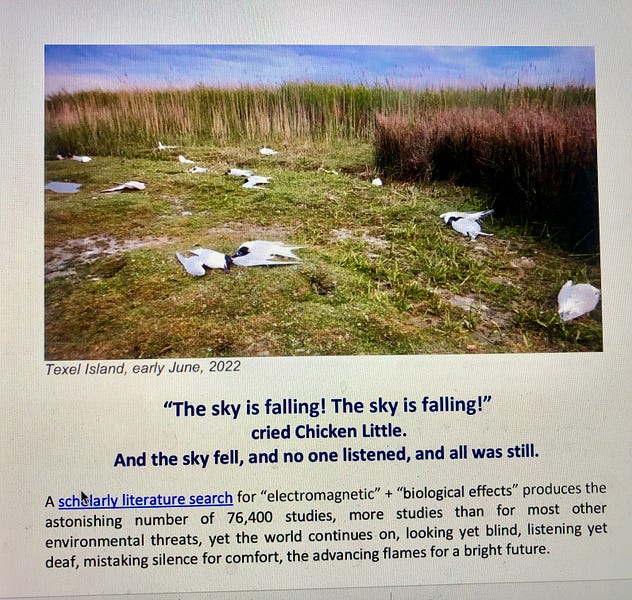 Died Suddenly: Why Do Birds Fall Down From The Sky... Every Time You ...