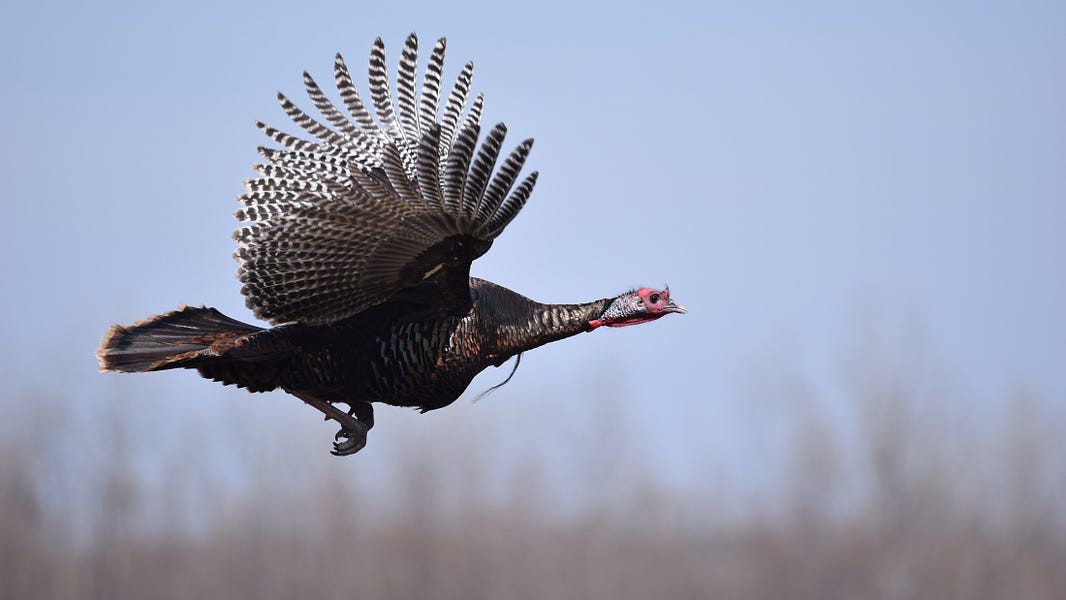 Why can't turkeys fly? - by Matthew MacDonald