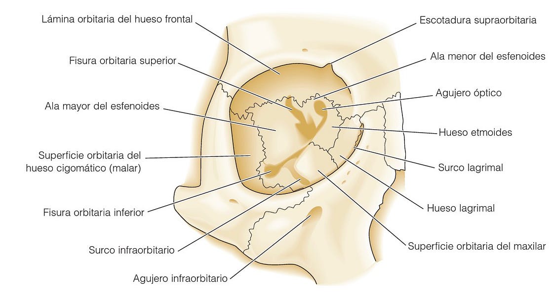 Anatomía del ojo en Oftalmología - by Harold Ferraz