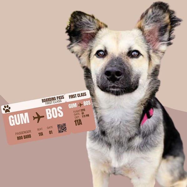 A boonie dog's new adventure in New Hampshire