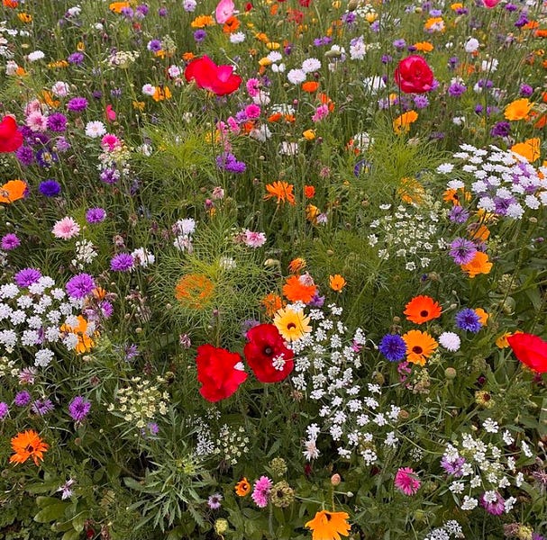 Letters for Creatives #39: Inspiration Corner #1