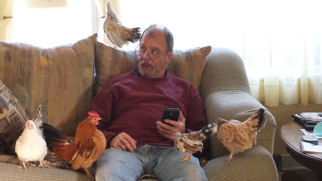 Want to keep your rooster? You’ll have to move him into the house.