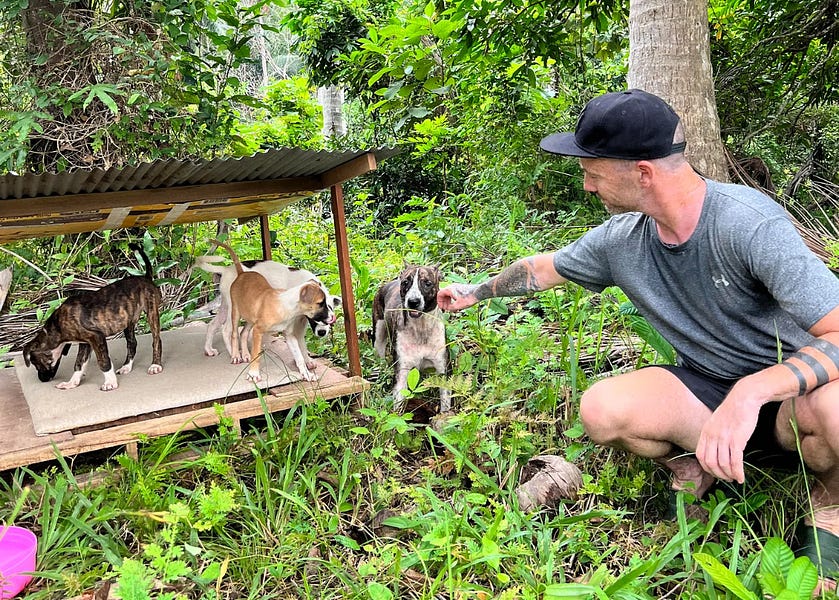 I'm Keeping Britney - by Niall Harbison - 10,000 Dogs