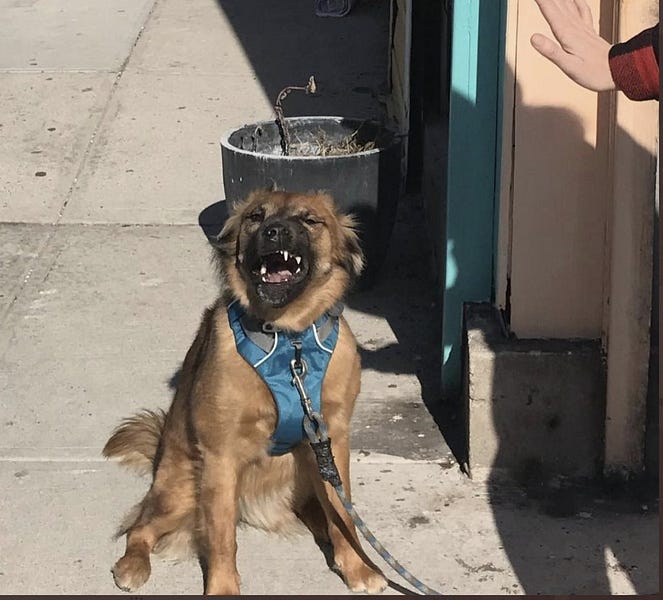 Cursed Dog Photos - by Charlie Warzel - Some Dogs
