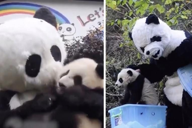 Nothing but weird China stories this week