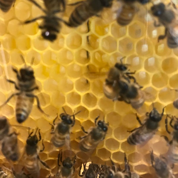 Honeycomb Hope - by Mindy Dominick - Honeycomb Hope
