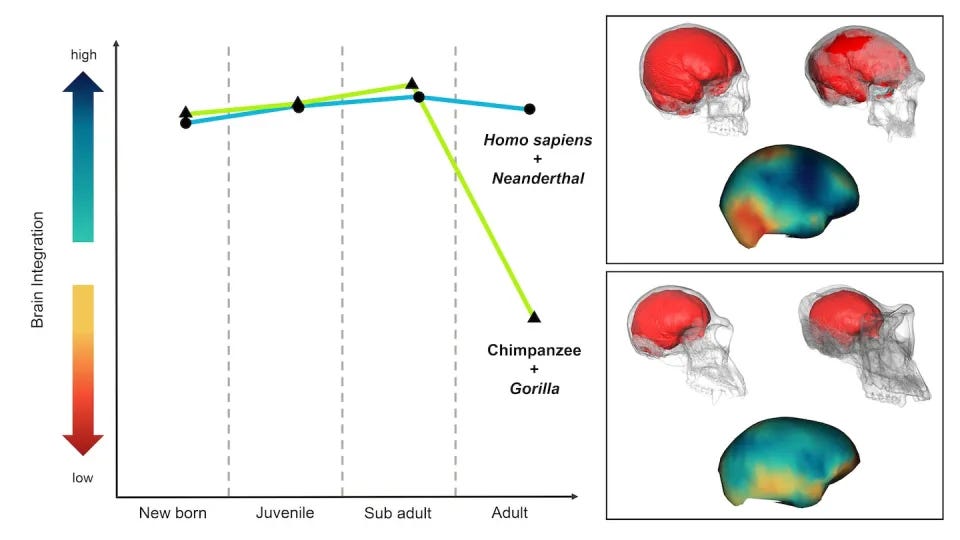 Brains of Neanderthal & Human Share A Startlingly "Youthful" Characteristic