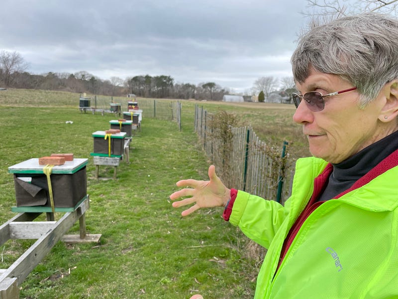 Way to Bee – in challenging times - by Seth Rolbein