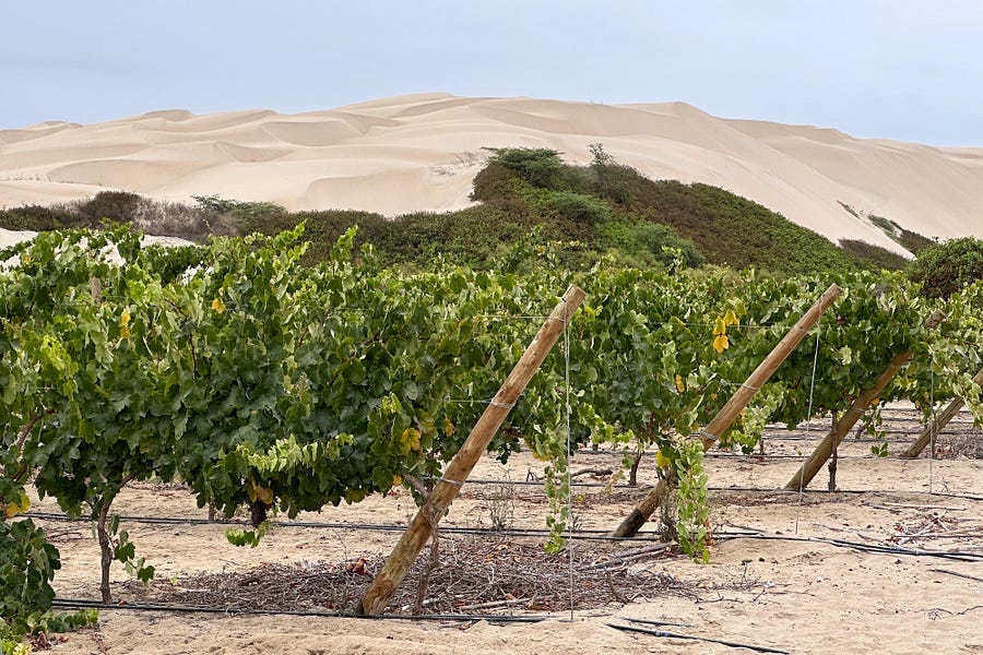 The Awakening of Peruvian Wine - by Nicholas Gill