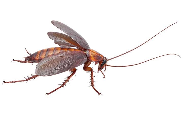 5 Surprising Predators of Cockroaches in the Virgin Islands