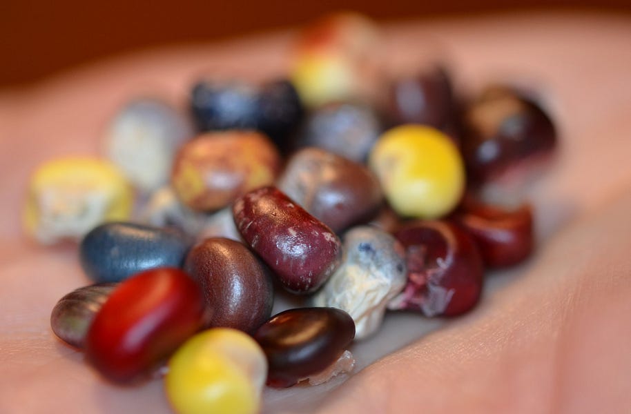 Saving Seeds to Save The Future - by Gavin Mounsey