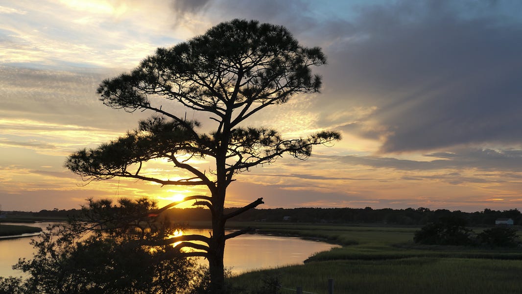Like A Tree Planted By The Water