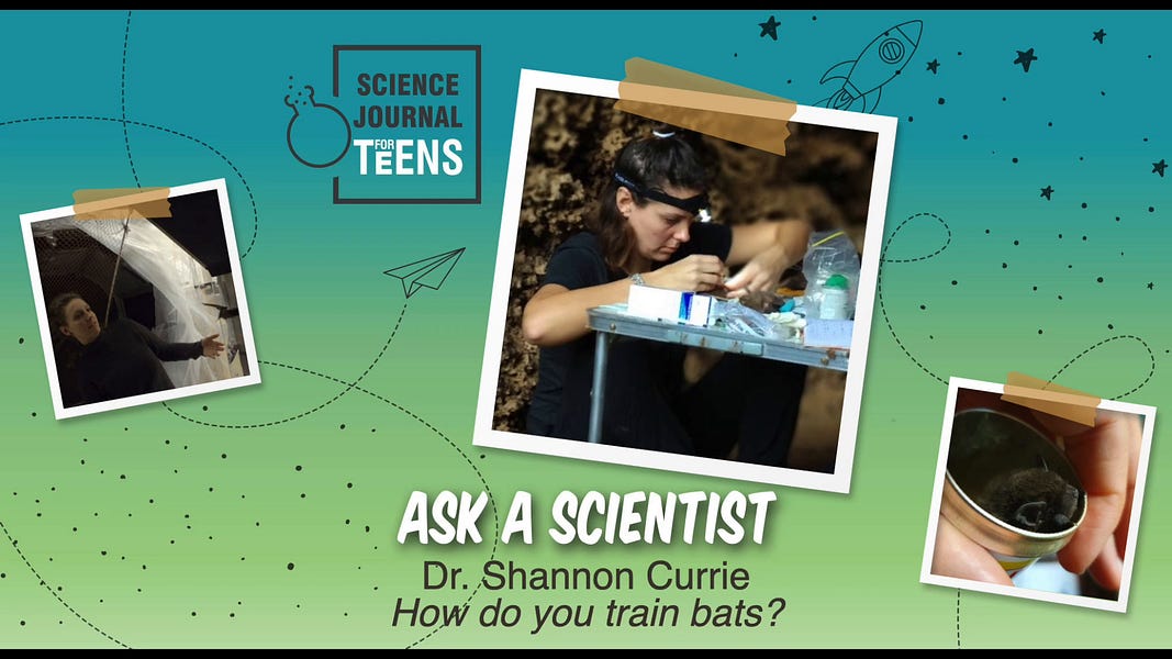Ask A Scientist: Dr. Shannon Currie - How do you train bats?