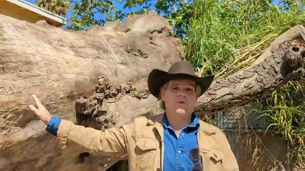 An update on Compton's fallen Eagle Tree