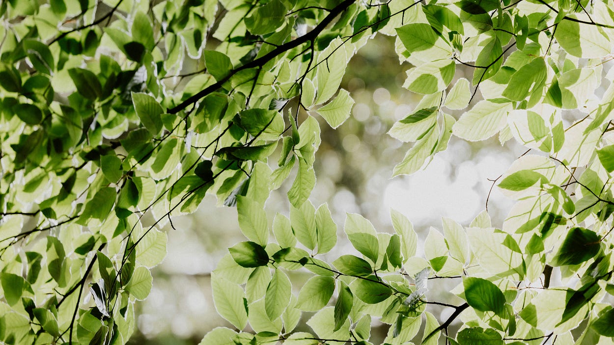 olivet poetry | Ollie Burgess | Substack