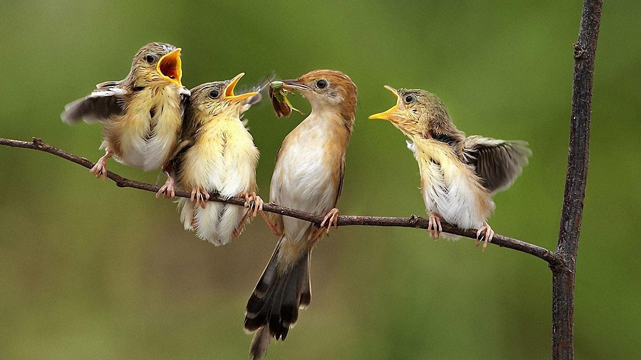 The Seventh Horse | siru kadhai | Substack