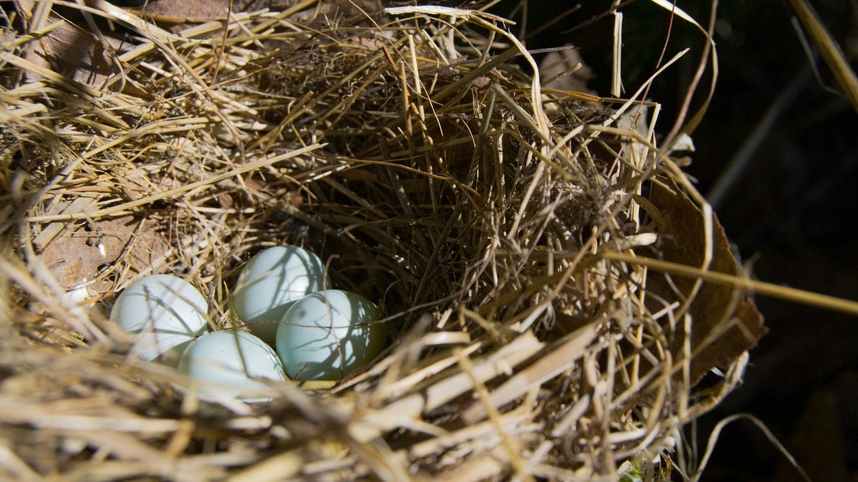 Frazzled Lit | Substack