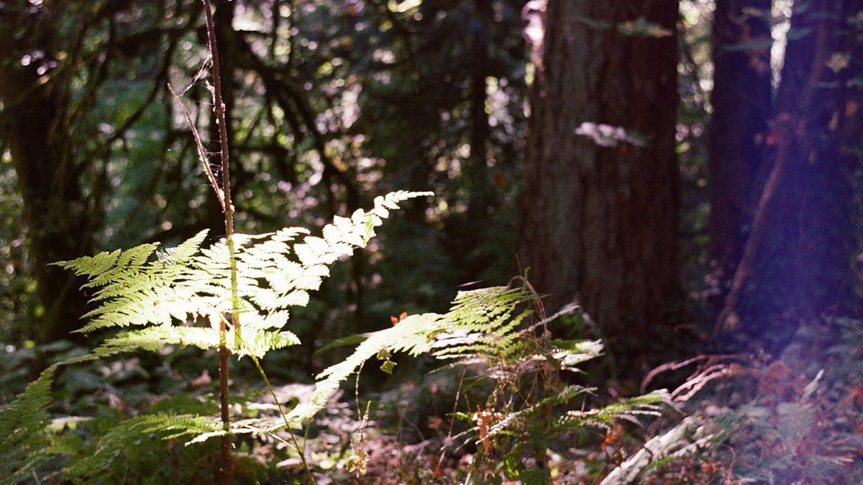 Fog Chaser | FogChaser | Substack