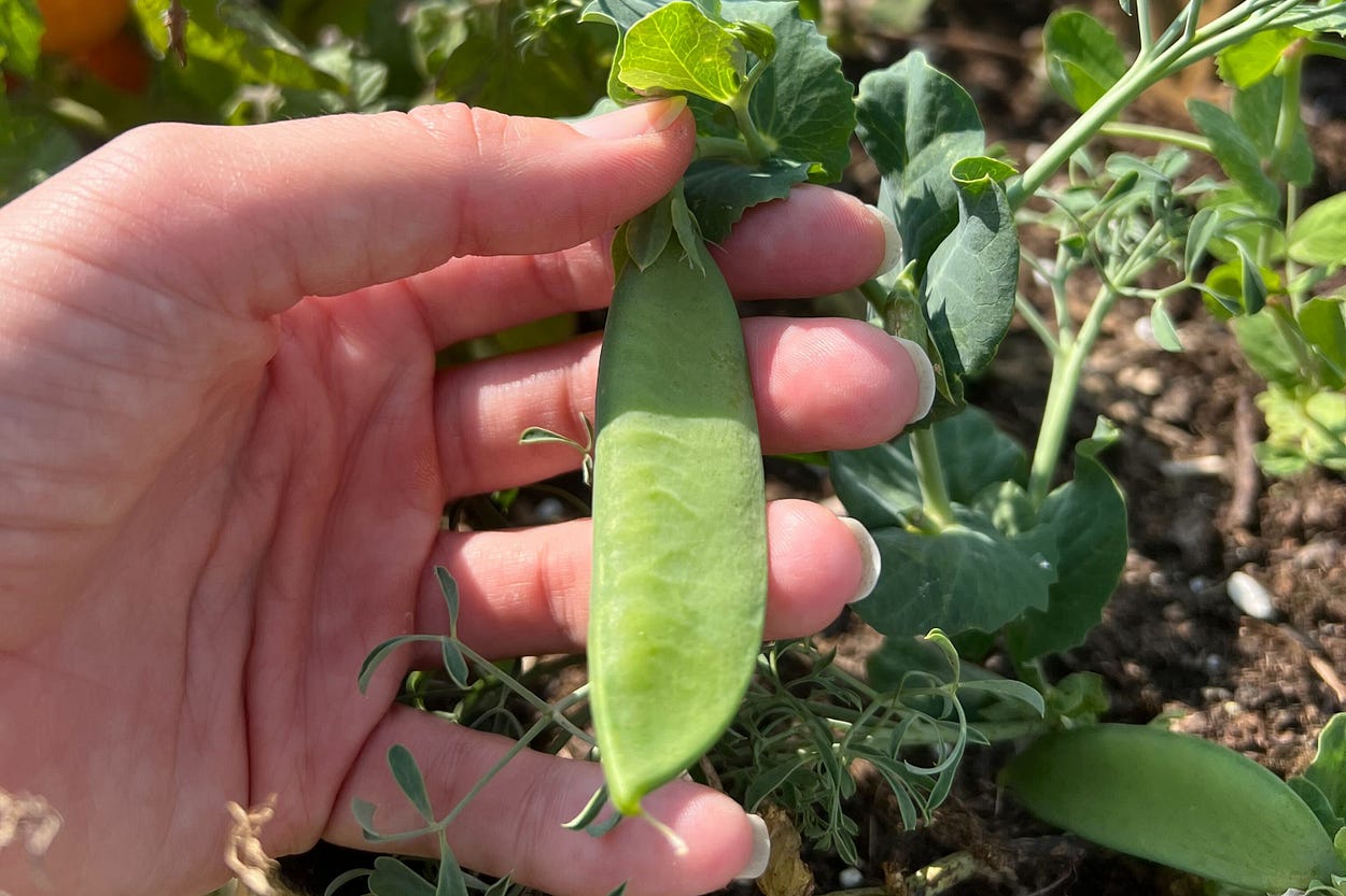 House of Green | Alexandra Fasulo | Substack