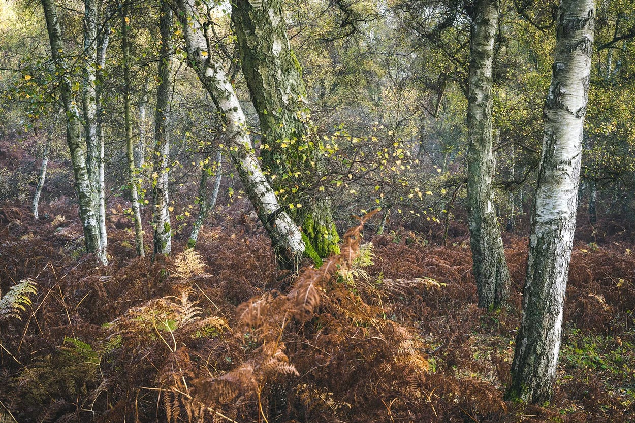 PHOTOSNACK | Tomasz Trzebiatowski | Substack