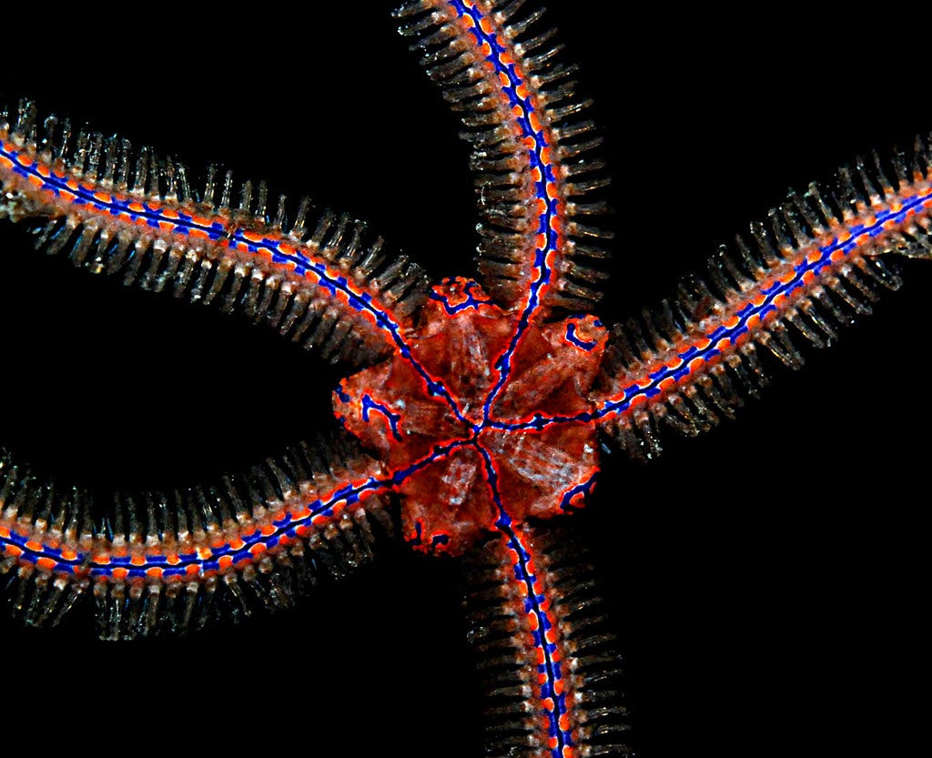 How We Talk About Science | Isabella Cisneros | Substack