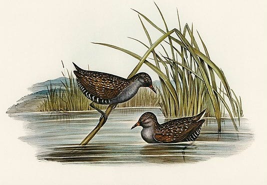 olivet poetry | Ollie Burgess | Substack