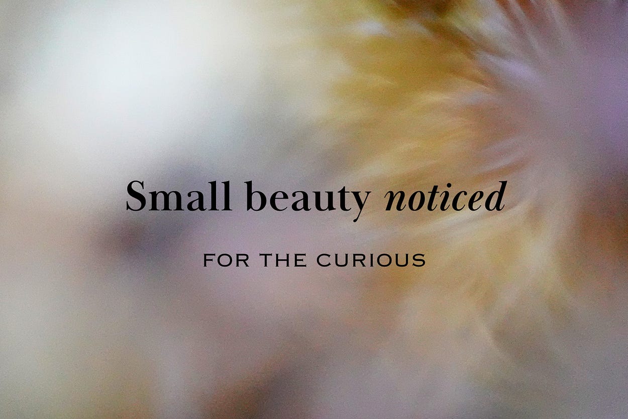 FLOW : Letters from the moss | Michela Griffith | Substack