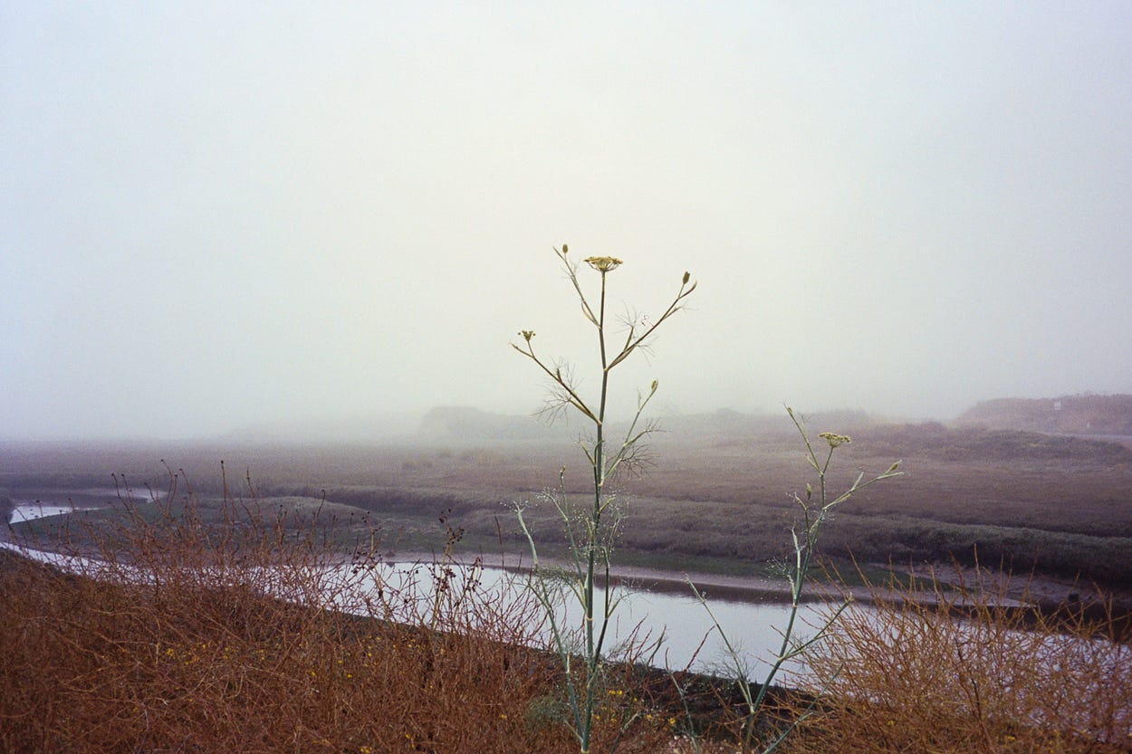 Human Stuff | Lisa Olivera | Substack