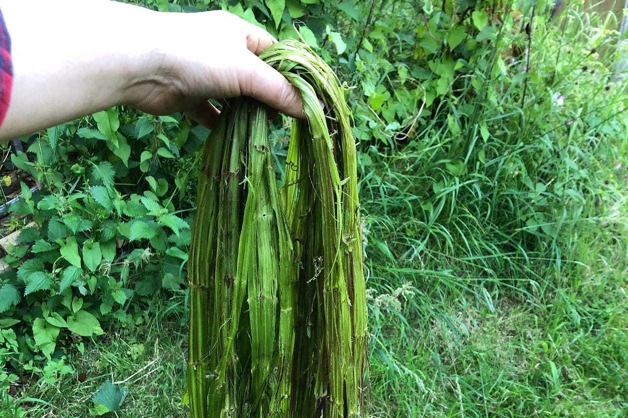 Alice Fox’s Substack | Substack