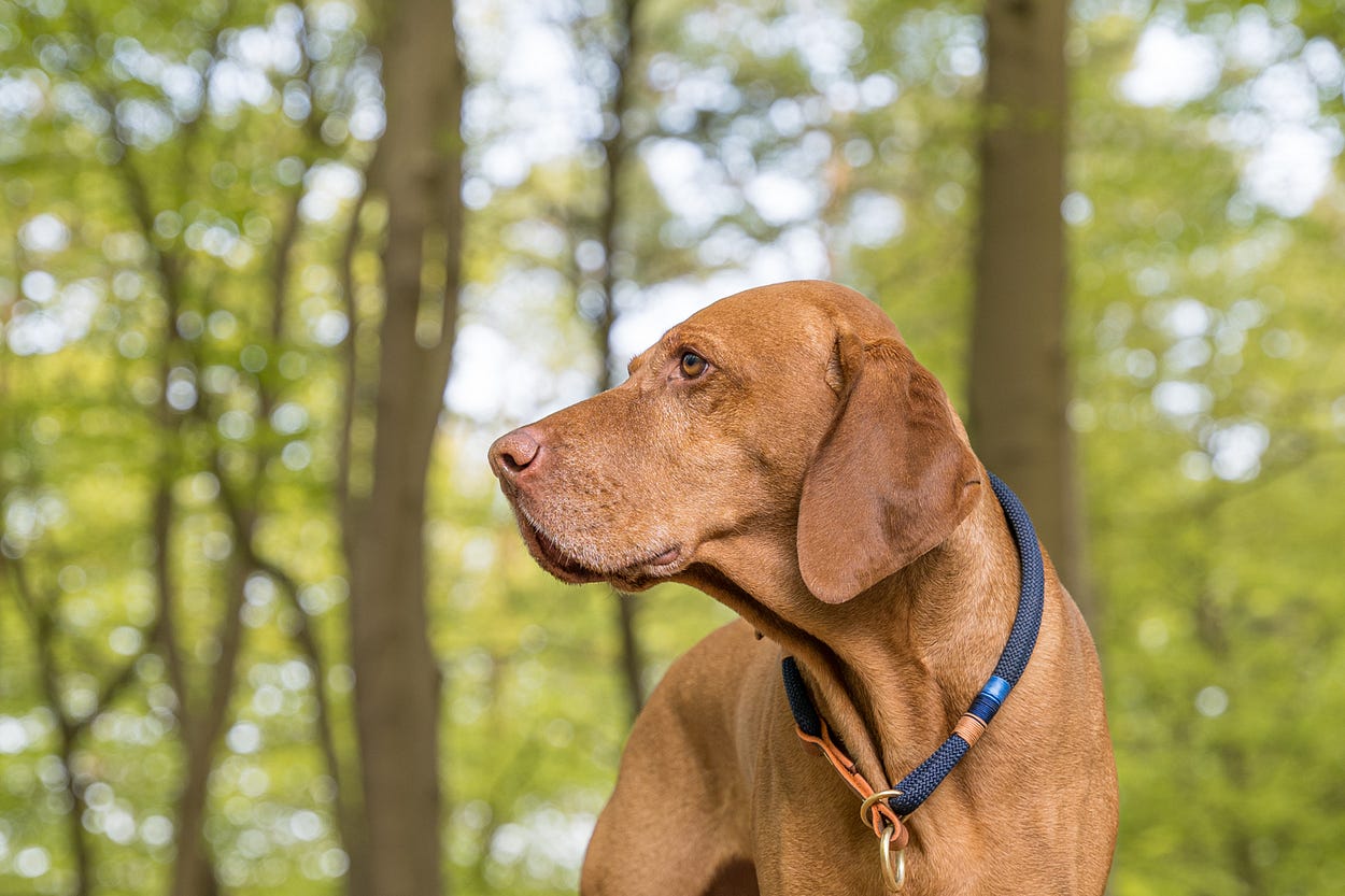 My Morning Muse | Susanne Helmert | Substack