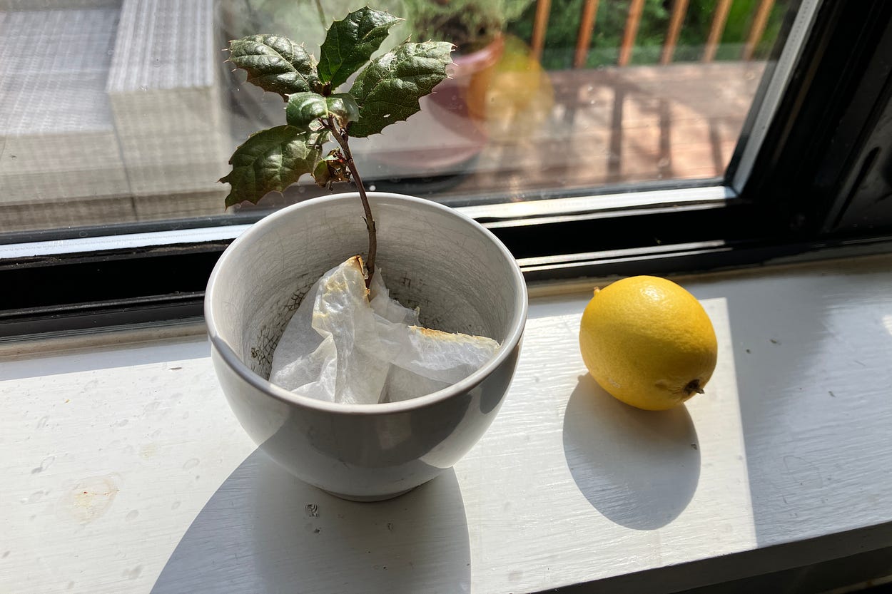 Bell Tower | Sommer Schafer | Substack