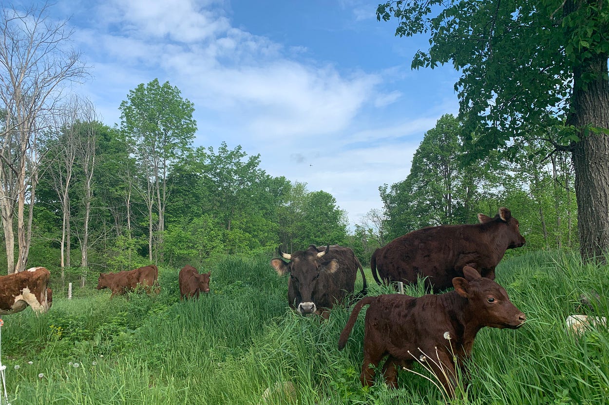 Best Health & Wellness Newsletters on Substack