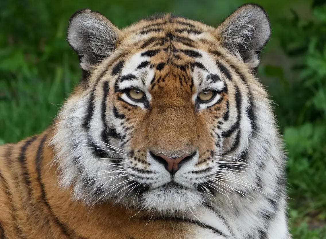 Best Finance Newsletters on Substack