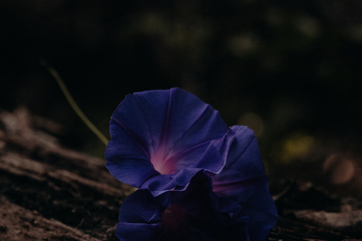 A Life of Less with Claudia Wilde | Substack