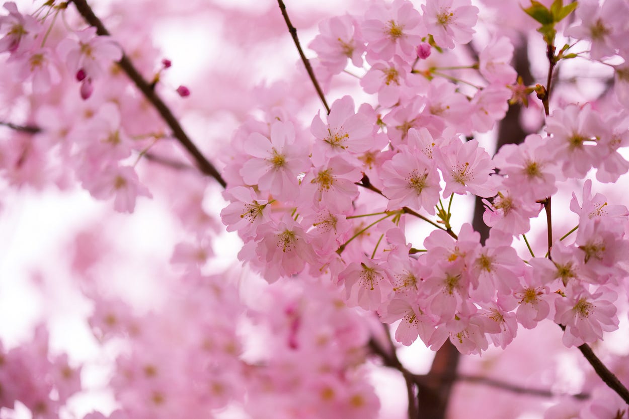 Astro Poets | Substack