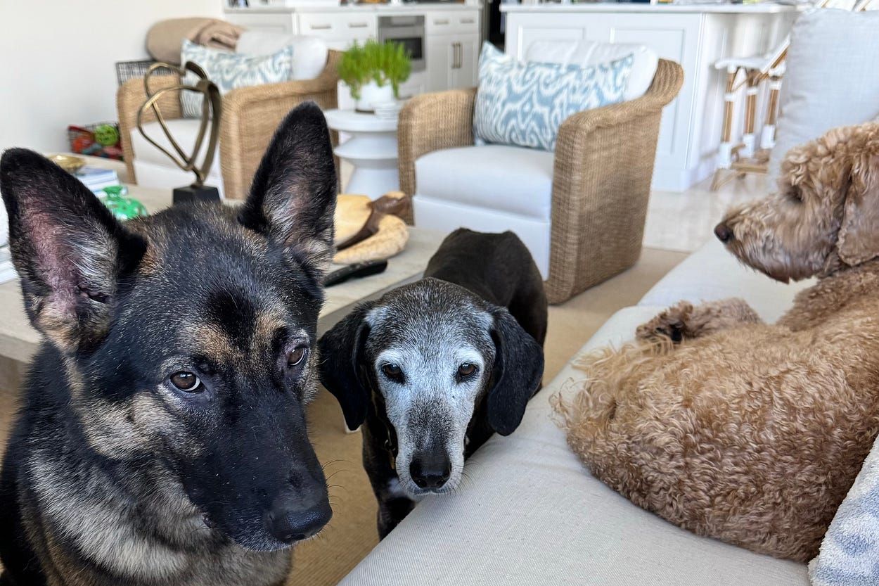 Rachel Vindman | Substack