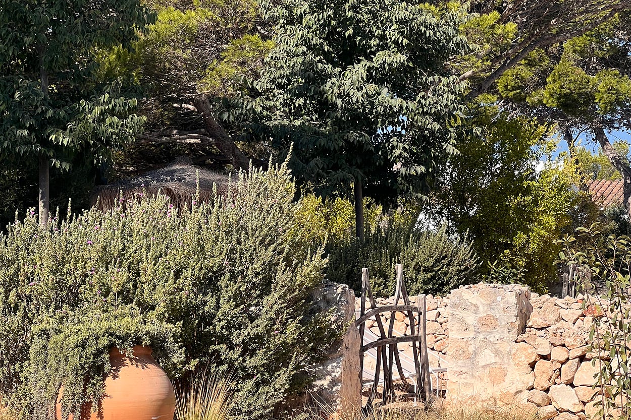 For The Curious | Ali Heath | Substack