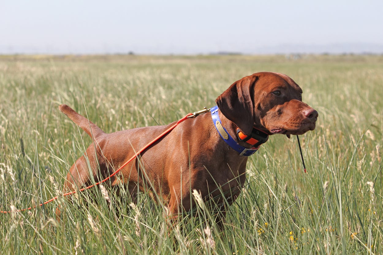 Moonlight Vizslas | Substack