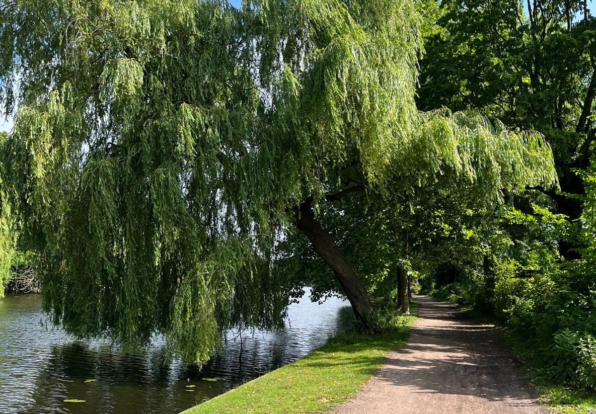 Five Things | Nico Lumma | Substack