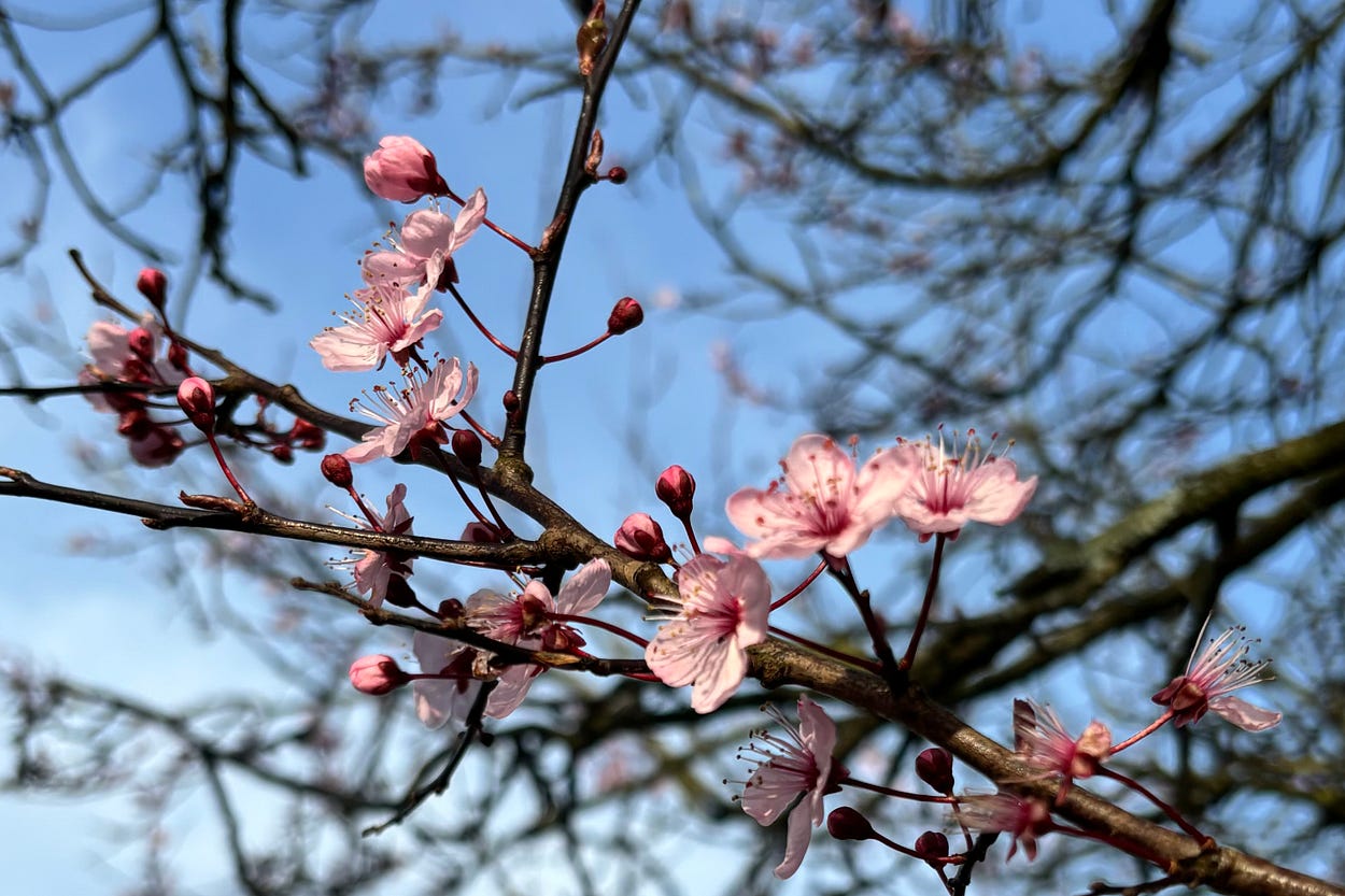 Youier | El Edwards | Substack