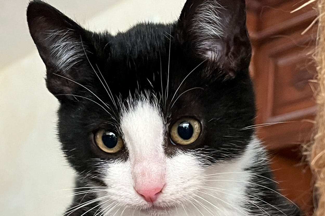 3 Worlds / 3 Moons | Substack