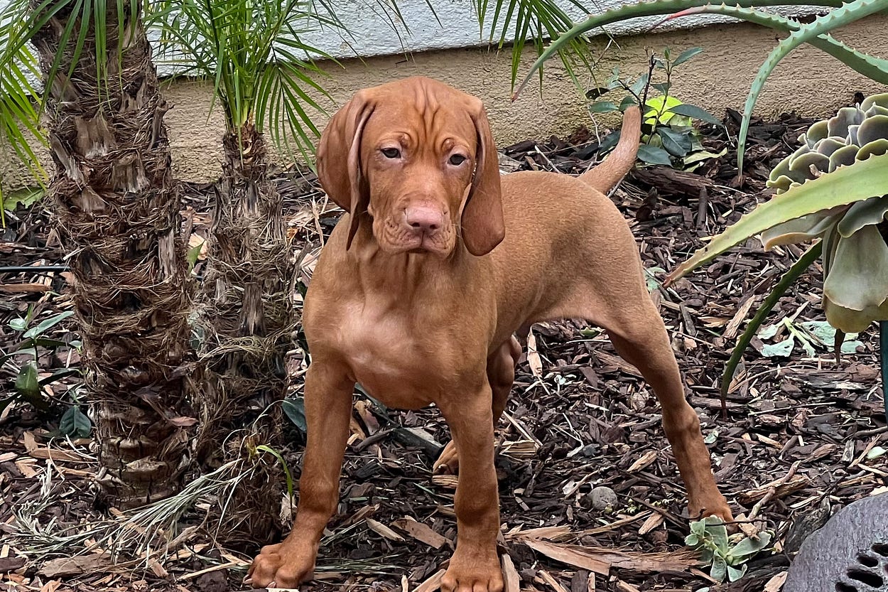 Moonlight Vizslas | Substack