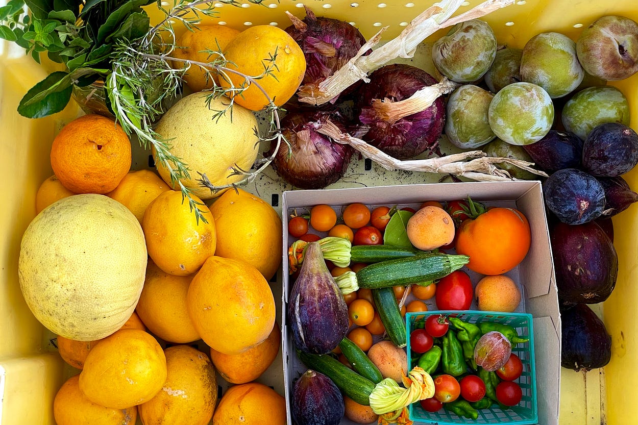 Restaurant Dropout | Zoe Barrie | Substack