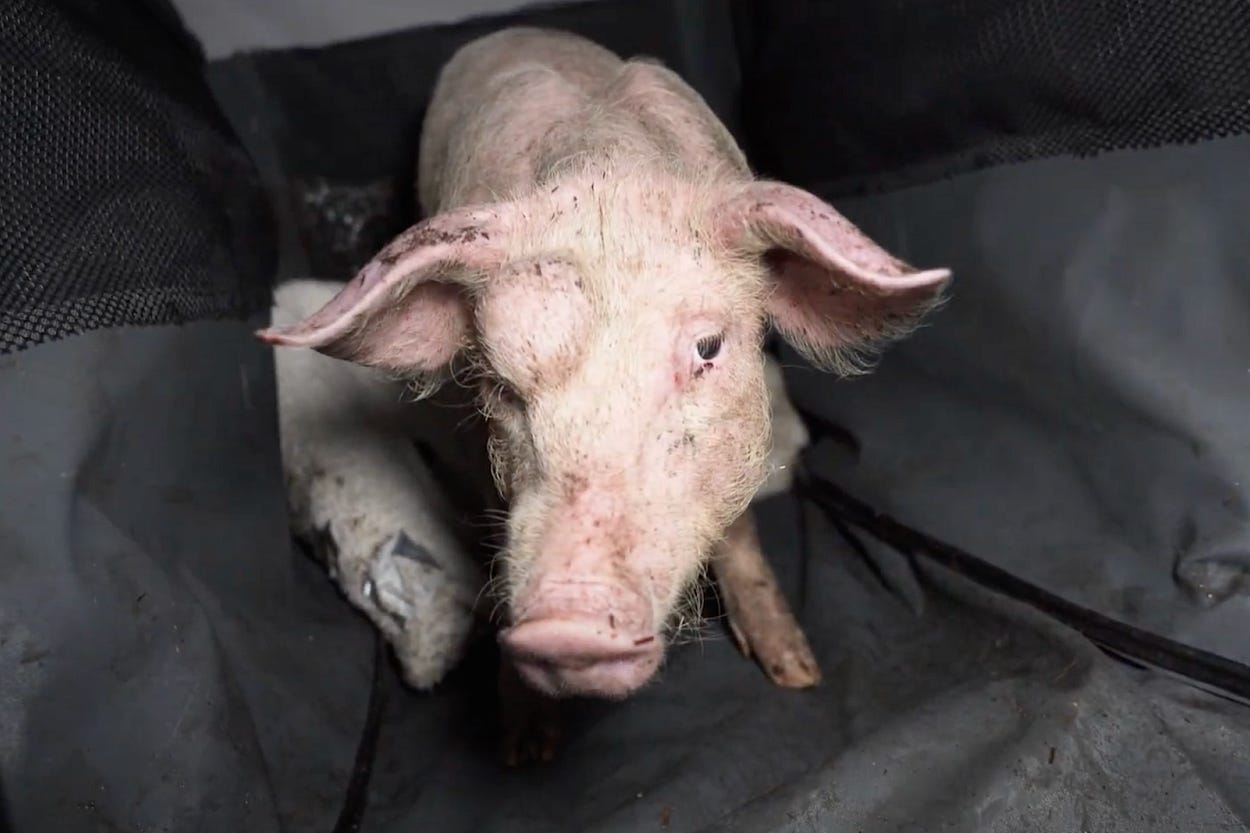 Best Climate & Environment Newsletters on Substack