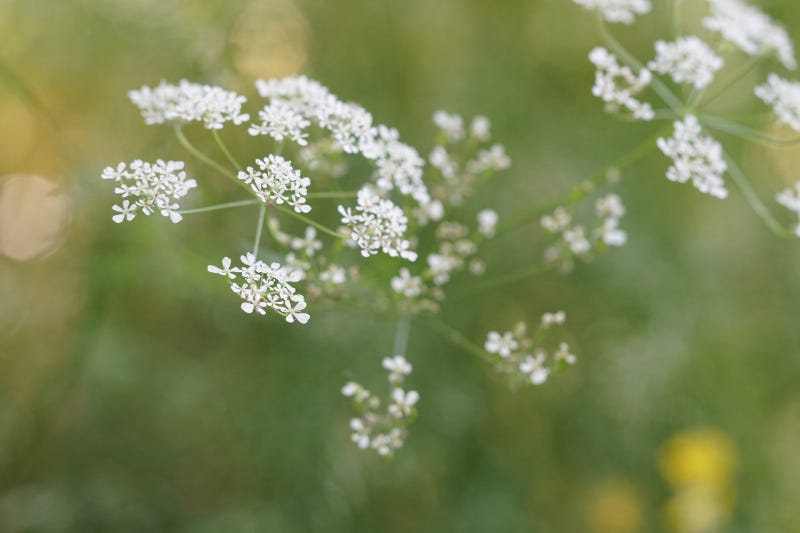 From Seed to Bloom | Camilla Grayley | Substack