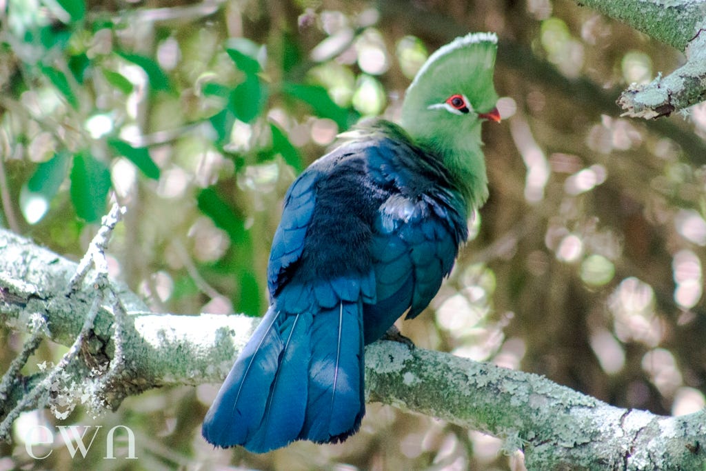 Shell’s Substack | Substack