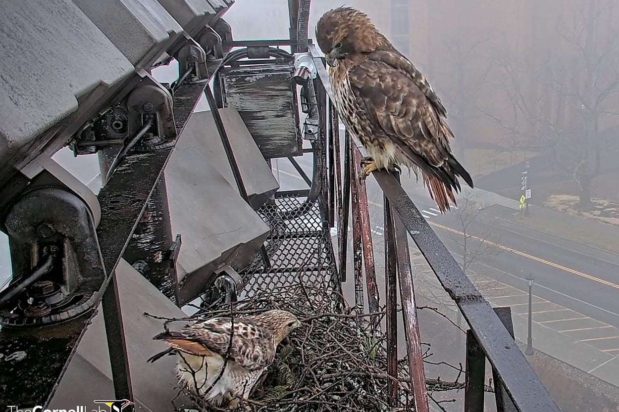 Cricklewood Nature Journal | Susannah Fisher | Substack