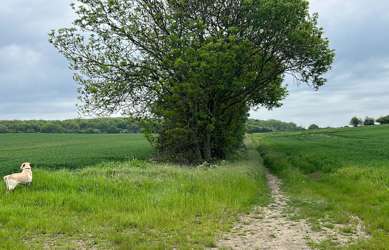 Mary Harrington | Substack